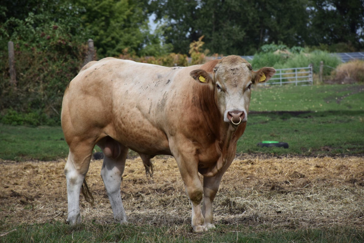 Rasse/ Fleisch | Rinder-Leasing im Luch