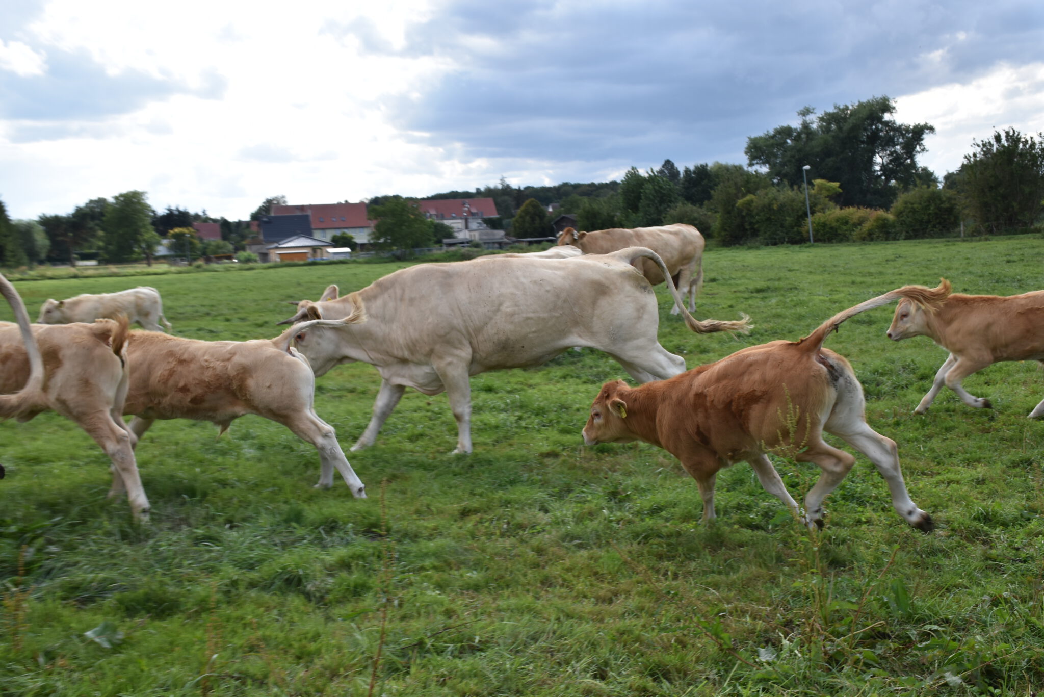Konzept/ Haltung | Rinder-Leasing im Luch